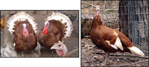 Six Heritage Turkey Breeds on the Farm - Backyard Poultry